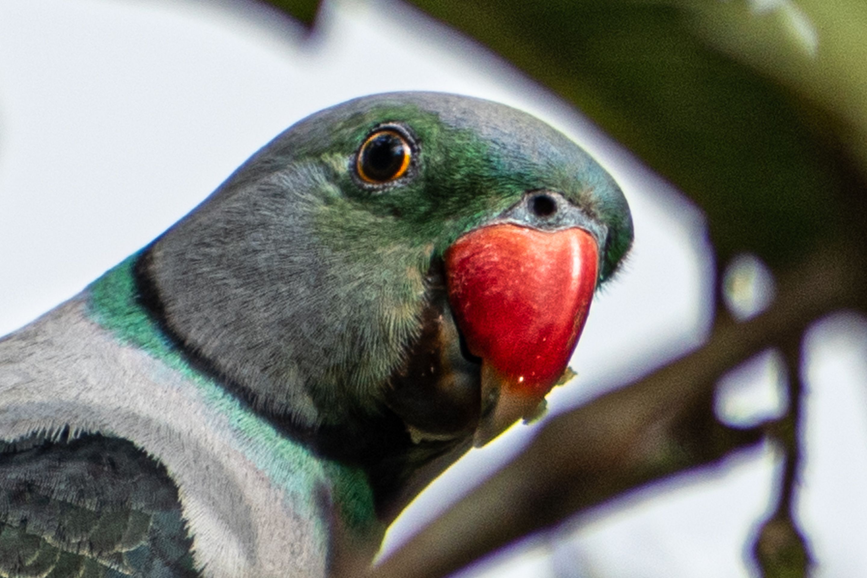 Blue-winged Parakeet / Malabar Parakeet • Sharanyam Homestay