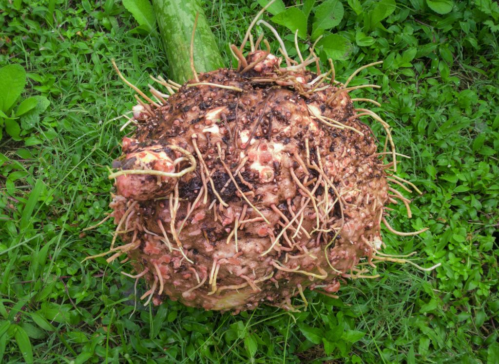 A Simple Vegan Lunch Plate at Sharanyam! • Sharanyam Homestay