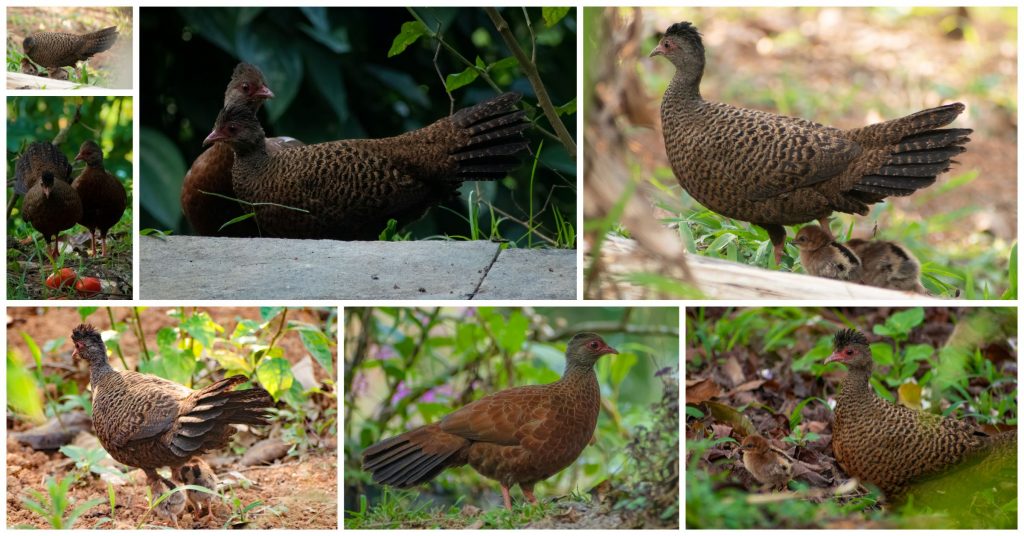 Wild Red Spurfowl with Chicks at Sharanyam! • Sharanyam Homestay